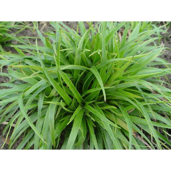 luzula sylvatica onderbos