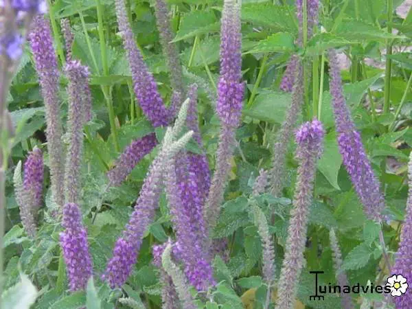 Gamander, Valse salie - Tuinadvies