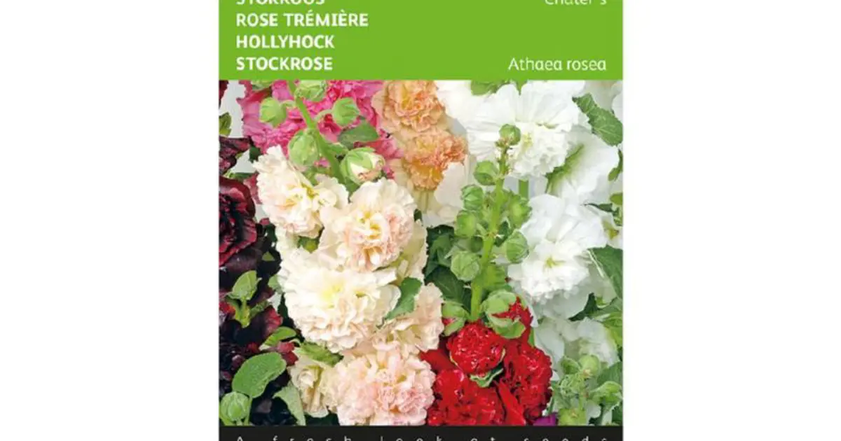 Duizendschoon enkelbloemig gemengd - Dianthus barbatus - Duizendschoon ...