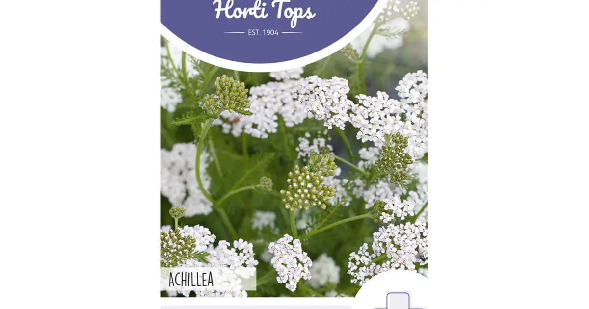 Duizendblad - Achillea millefolium - Duizendblad - Achillea millefolium ...
