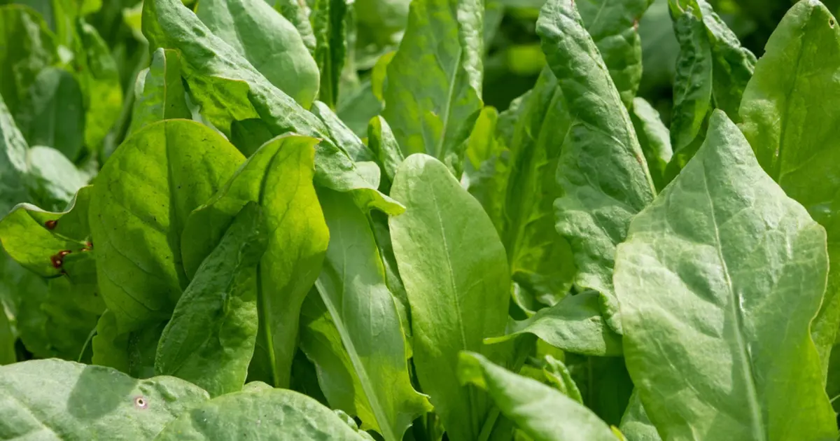 Zuring zurkel of Rumex acetosa, een vergeten bladgroente - Tuinadvies ...