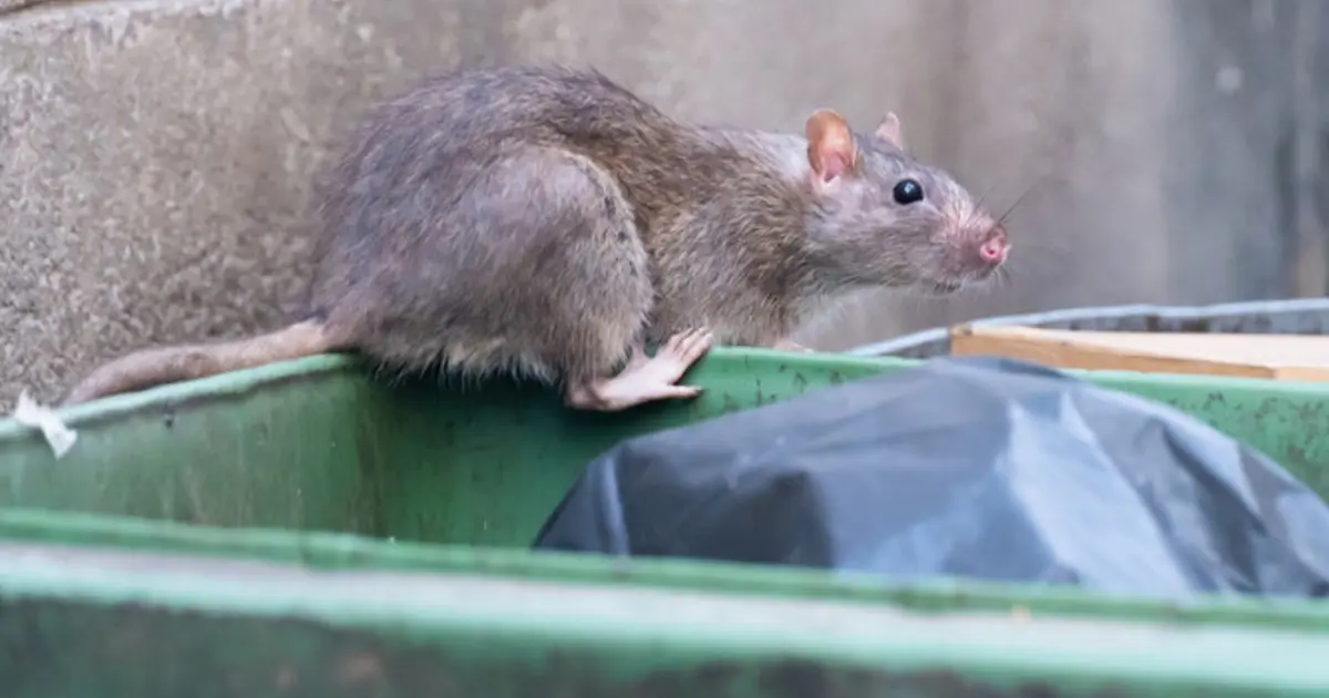 Ratten en muizen verjagen of vangen - ongedierte weren - Tuinadvies België